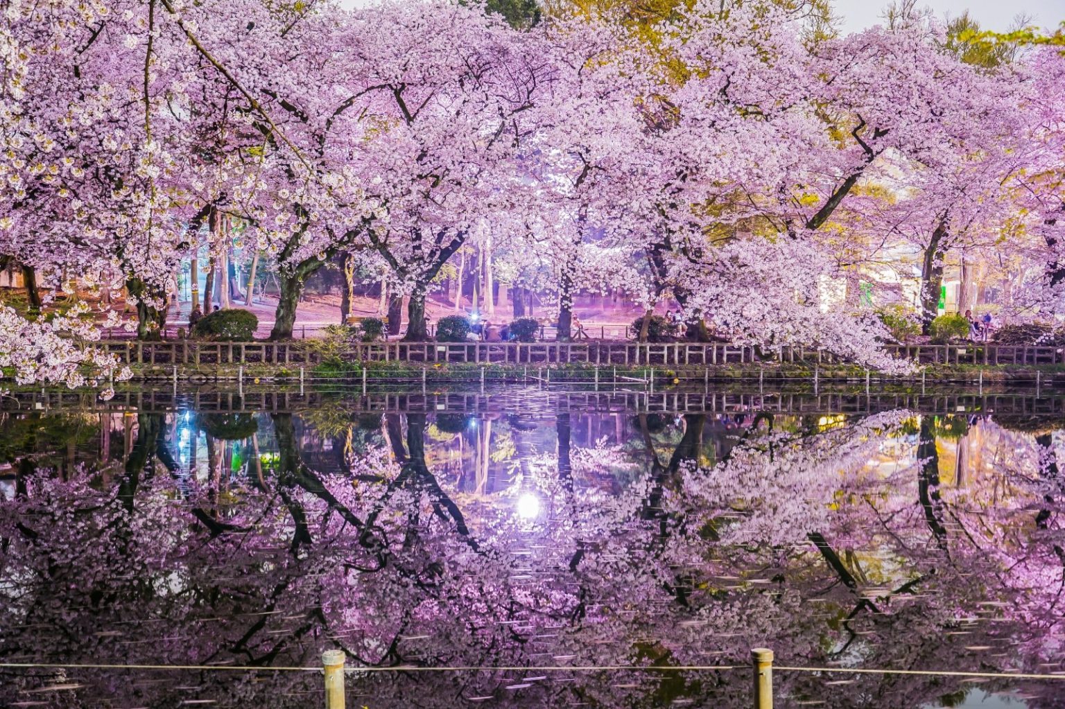 Top 15 Best Sakura Spots to visit in Japan - Spring in Japan