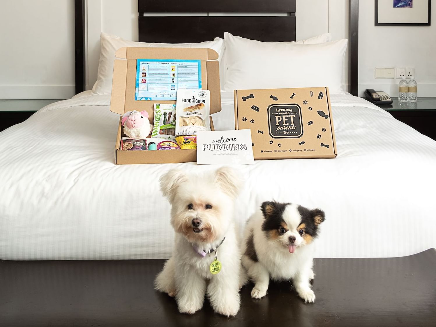 15 Best Pet Friendly Hotels in Singapore