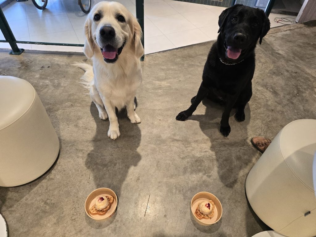Top 10 Pet-Friendly Cafe in Singapore - Best Pet Cafe